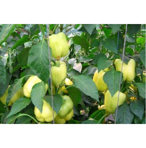 Menta F1 (100 seminte) - Crop Market