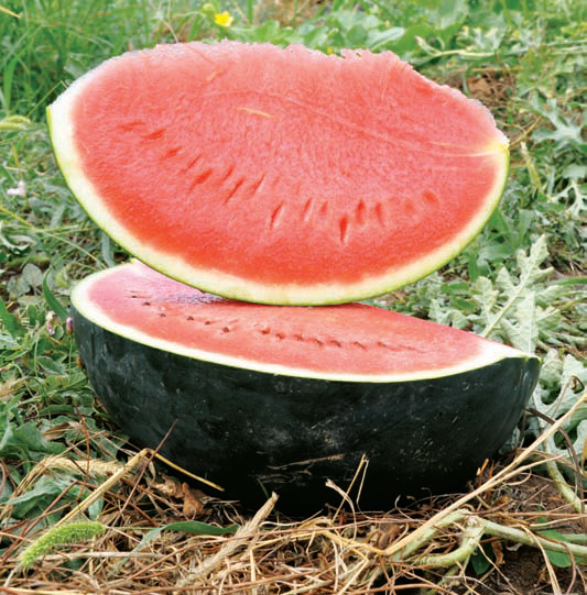 Seminte de pepeni verzi Baronesa Rz (1000 seminte),Seminte pepeni verzi