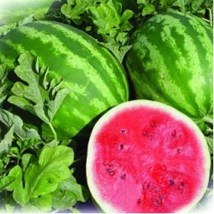 Seminte Audry F1 (500 seminte) - Crop Market