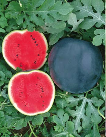 Seminte Manisa F1 - Crop Market