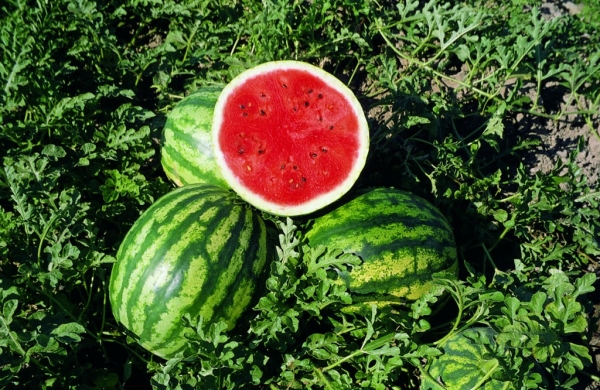 Seminte Ricca F1 (500 seminte) - Crop Market