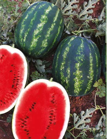 Seminte Usta F1 - Crop Market