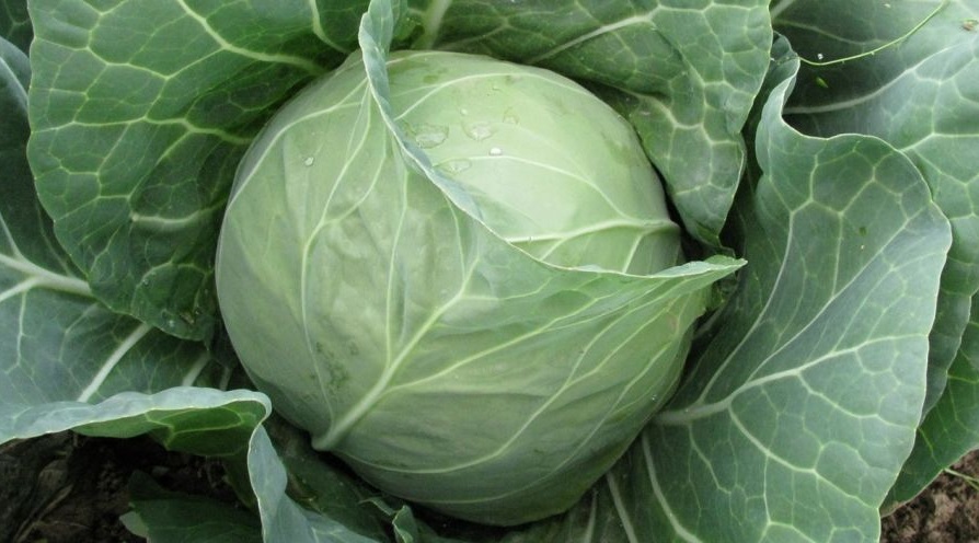 Seminte Delight Ball (5g) - Crop Market