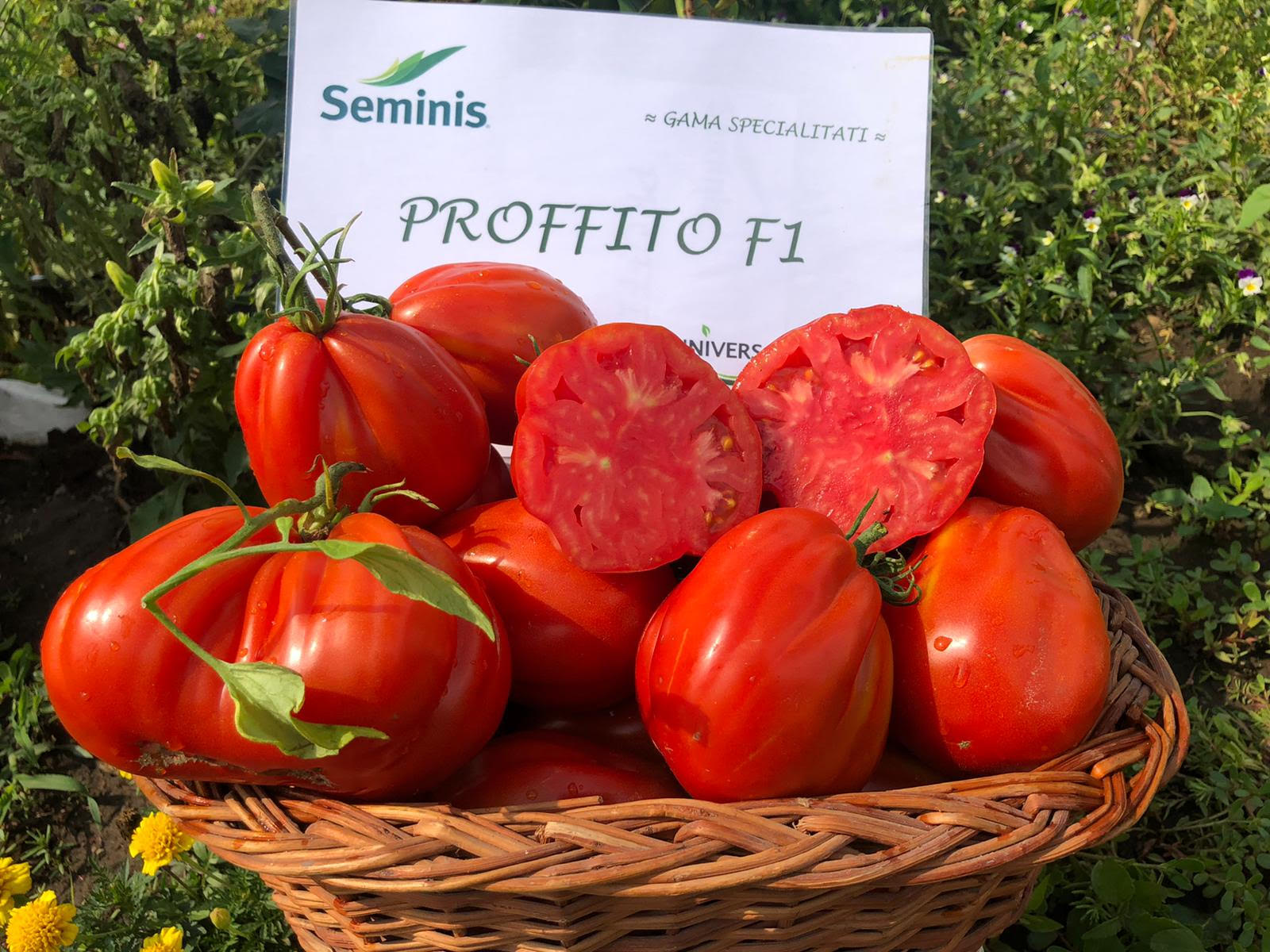 Seminte Profitto F1 ( 100 seminte ) - Crop Market