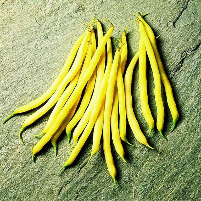 Seminte Fruidor - Crop Market